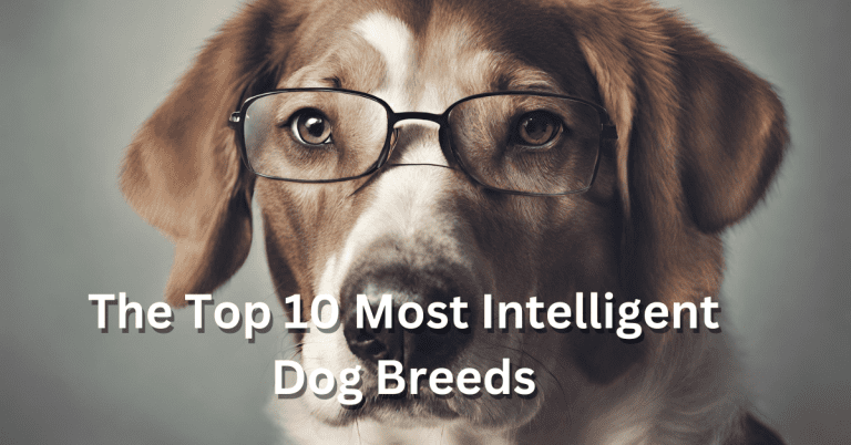 The Top 10 Most Intelligent Dog Breeds - Pet Love Portal