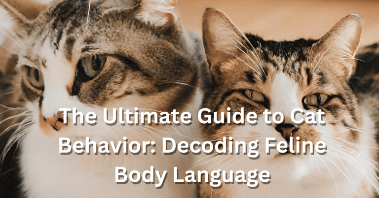 The Ultimate Guide to Cat Behavior: Decoding Feline Body Language - Pet Love Portal